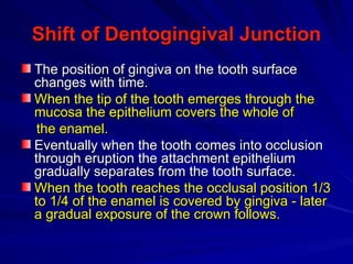 17-Oral Mucosa - Dentogingival Junction.ppt