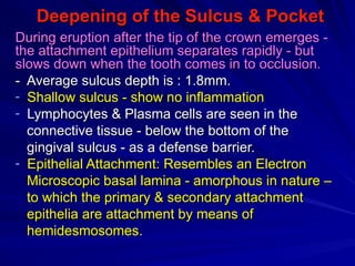 17-Oral Mucosa - Dentogingival Junction.ppt