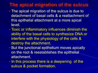 17-Oral Mucosa - Dentogingival Junction.ppt