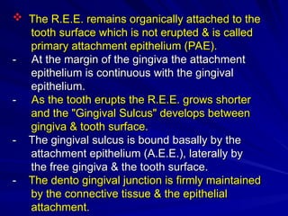 17-Oral Mucosa - Dentogingival Junction.ppt