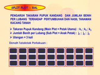 17 rancangan-petak-terbagi-split-plot | PDF