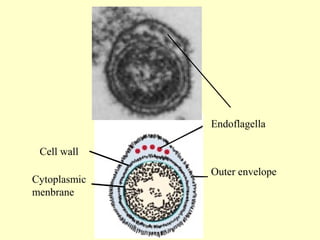 17 spirochetes | PPT