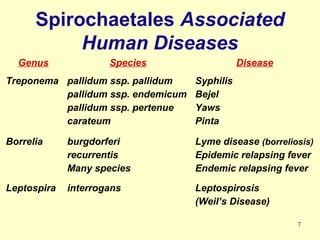 Spirochetes Symptoms