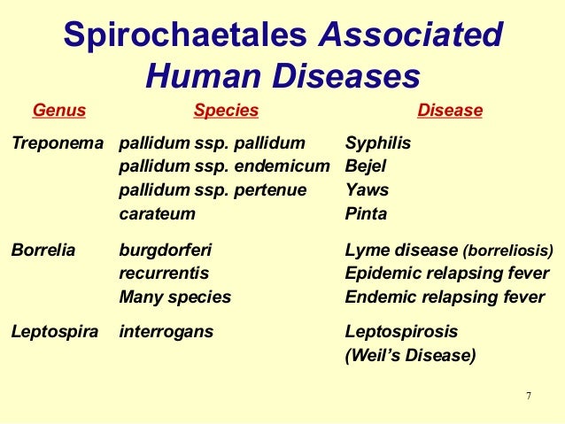 17 spirochetes