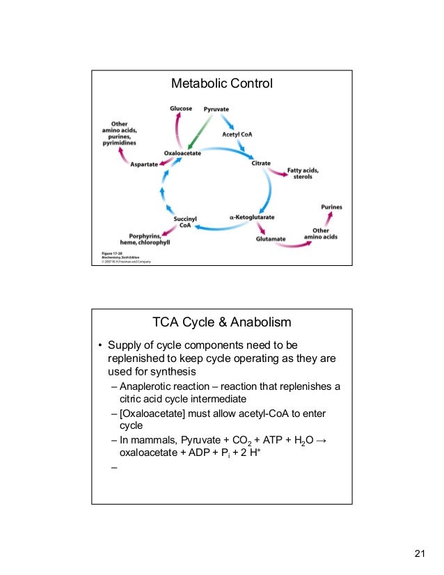 TCA Cycle