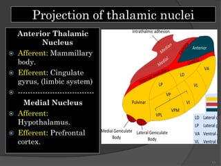17- Thalamus & Limbic System.pdffffffffffff | PPT