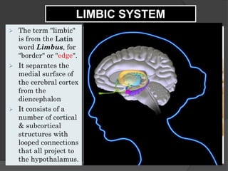 17- Thalamus & Limbic System.pdffffffffffff | PPT