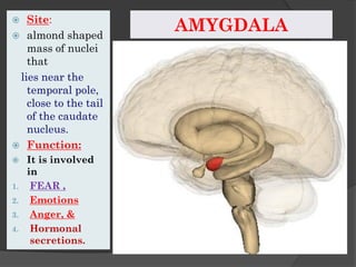 17- Thalamus & Limbic System.pdffffffffffff | PPT