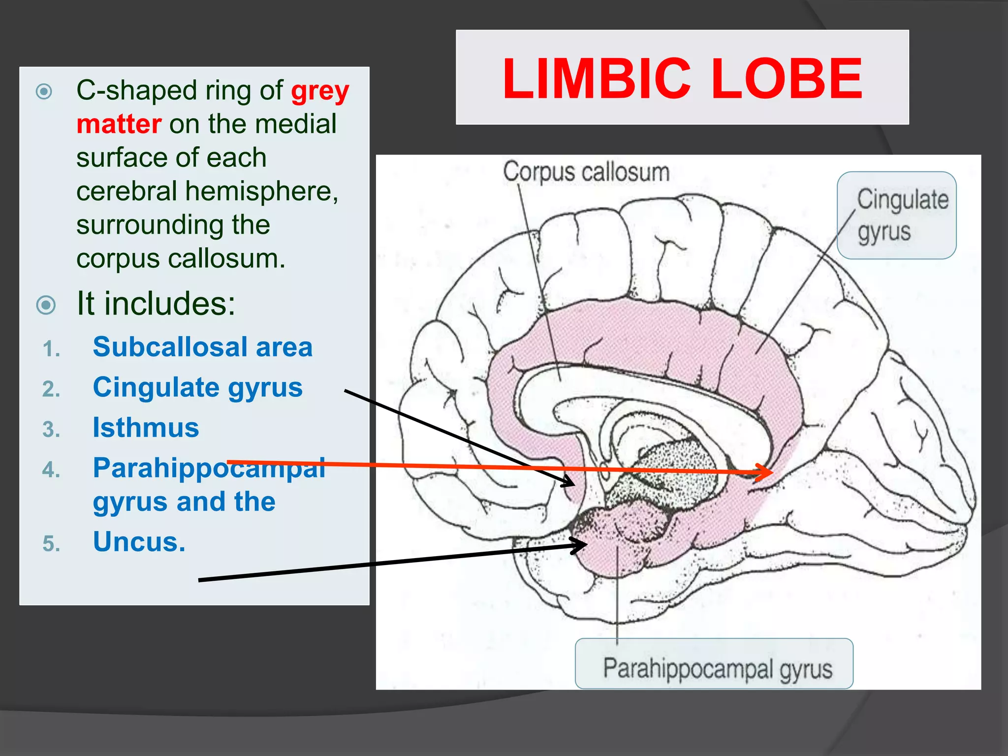 17- Thalamus & Limbic System (3).ppt