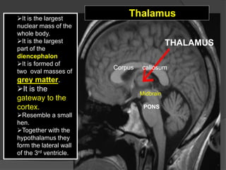 17- Thalamus & Limbic System (3).ppt