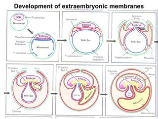 17 ther 608 early embryogensis | PPT | Free Download
