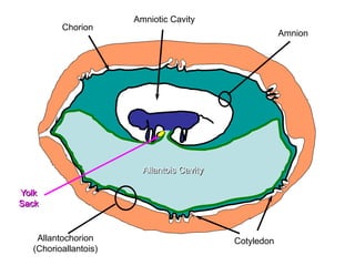 17 ther 608 early embryogensis | PPT