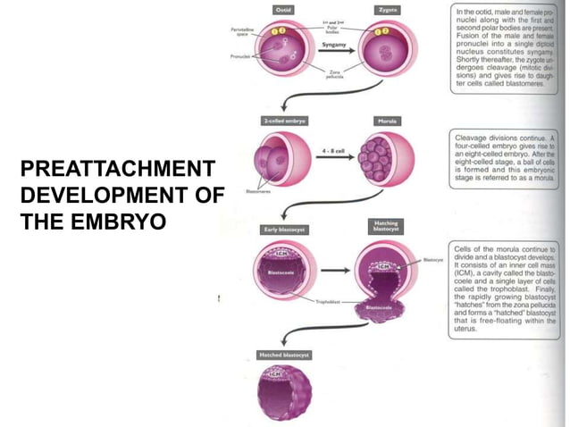 17 ther 608 early embryogensis | PPT
