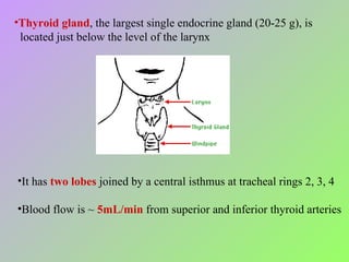 17. thyroid gland | PPT