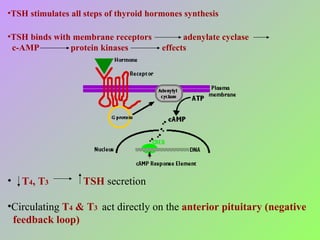 17. thyroid gland | PPT