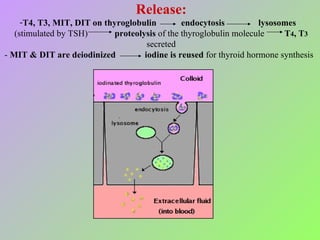 17. thyroid gland | PPT
