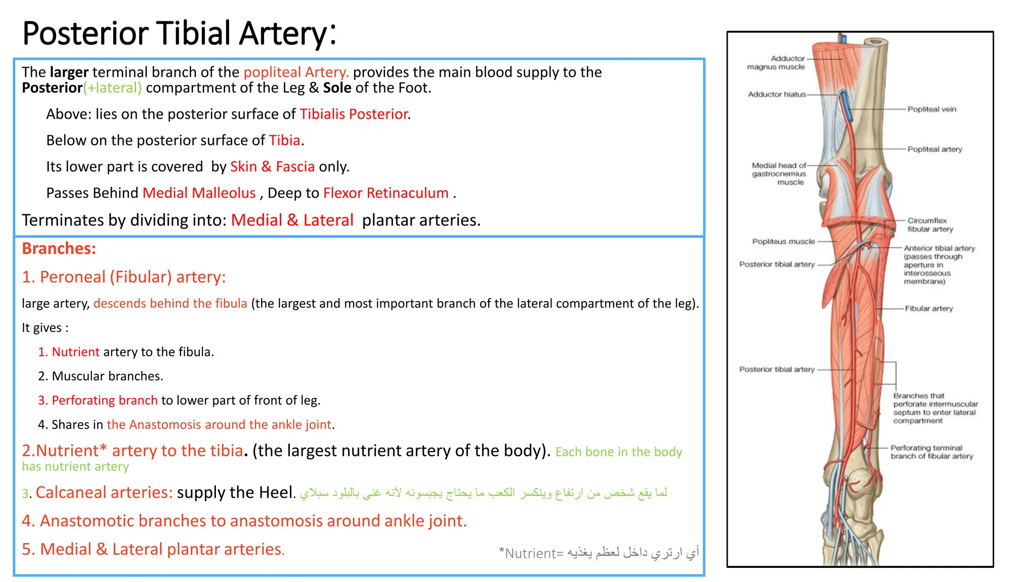 17-Vascular anatomy of lower limb.pdf….. | PDF