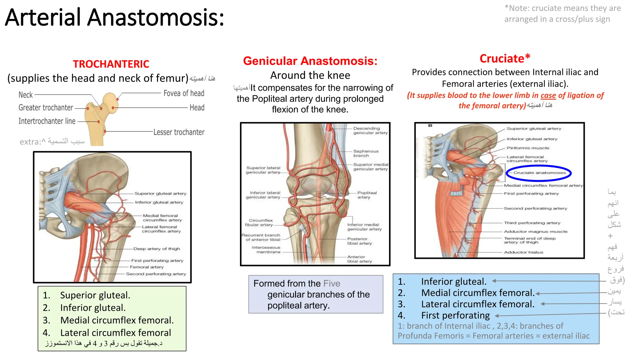 17-Vascular anatomy of lower limb.pdf….. | PDF