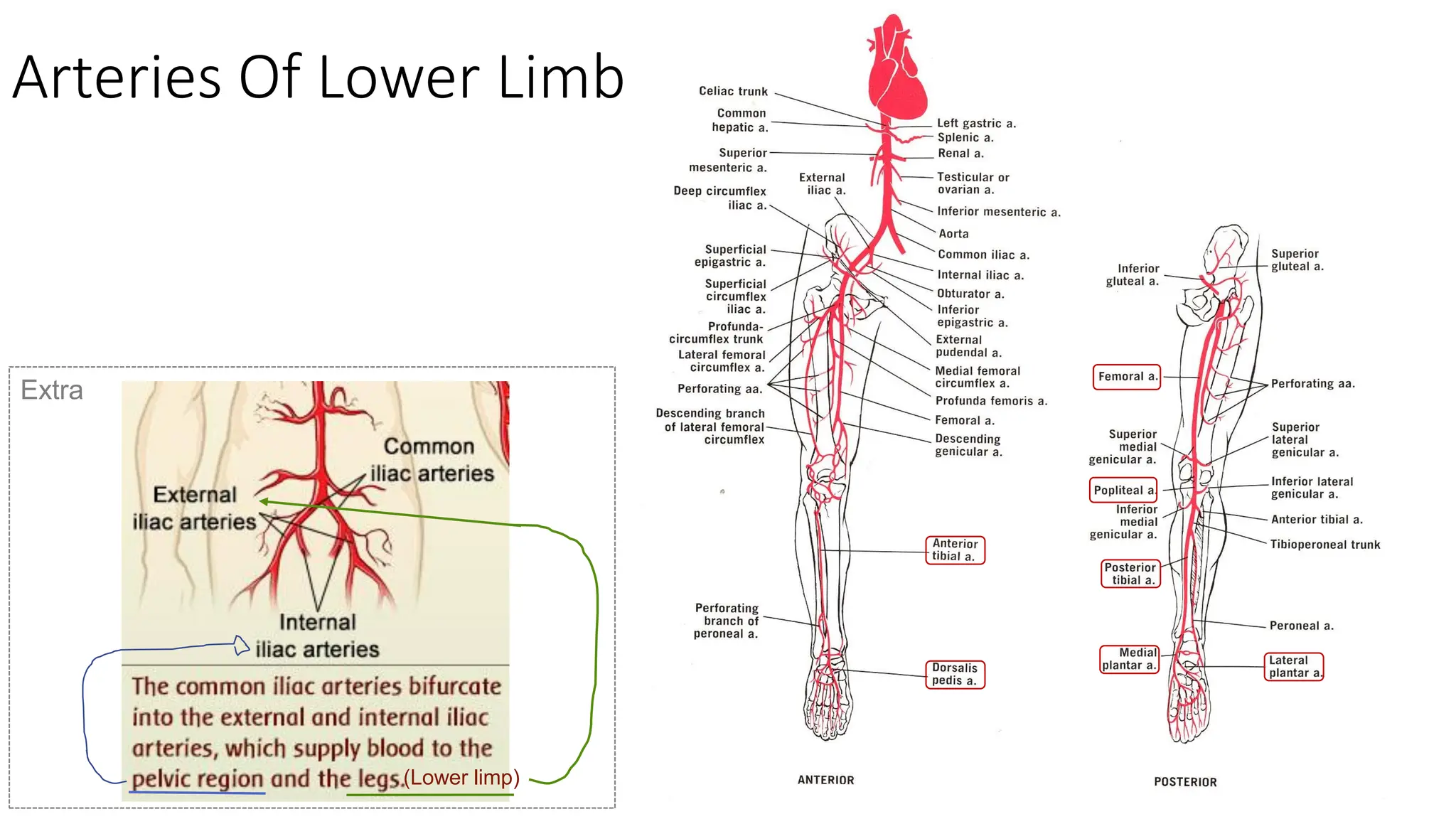 17-Vascular anatomy of lower limb.pdf….. | PDF | Death, Injury, or ...