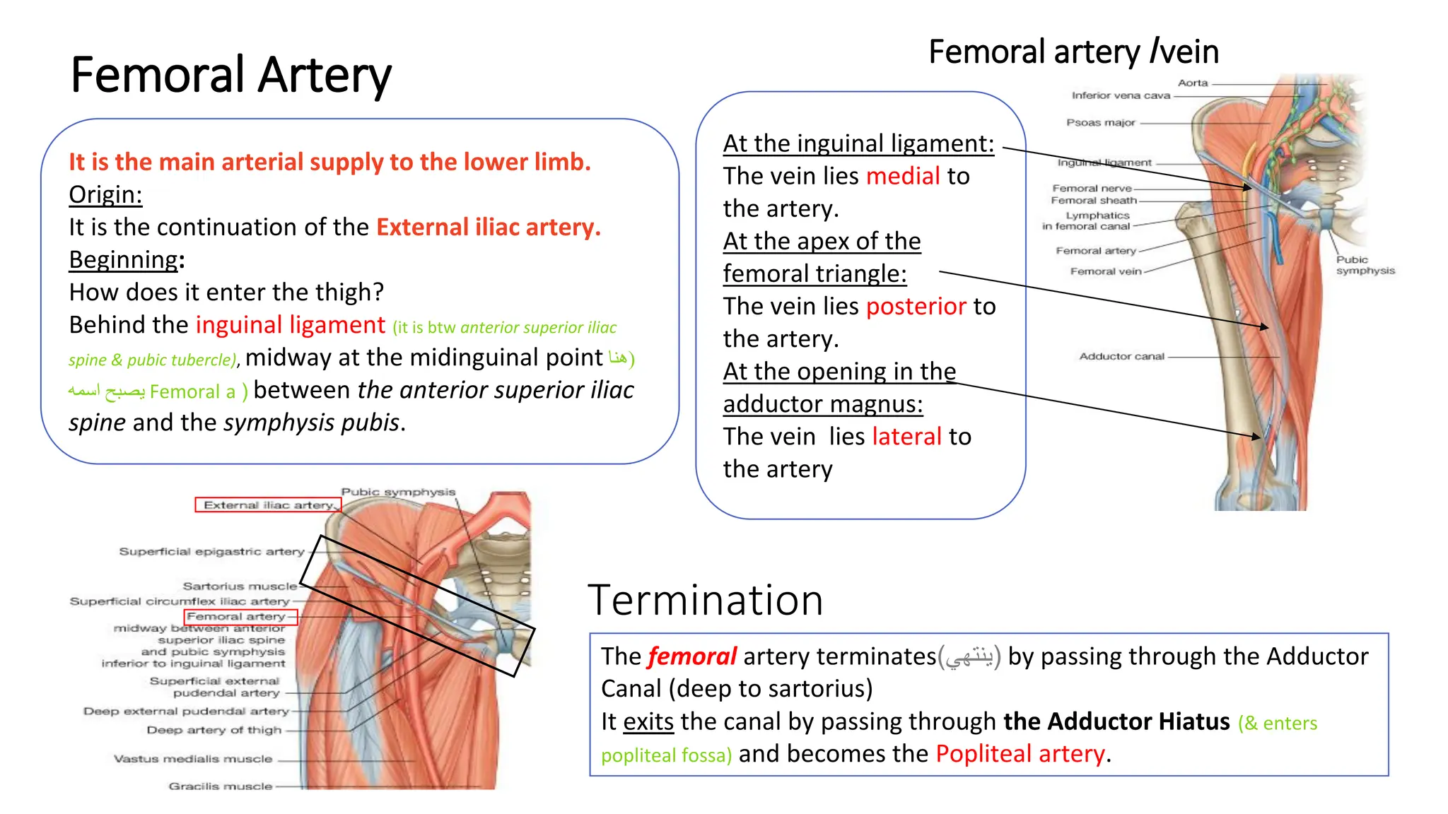 17-Vascular anatomy of lower limb.pdf….. | PDF