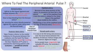 17-Vascular anatomy of lower limb.pdf….. | PDF