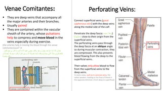 17-Vascular anatomy of lower limb.pdf….. | PDF