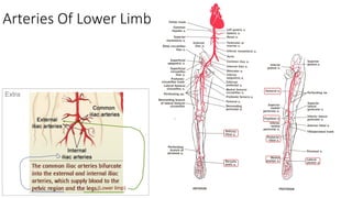17-Vascular anatomy of lower limb.pdf….. | PDF