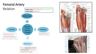 17-Vascular anatomy of lower limb.pdf….. | PDF