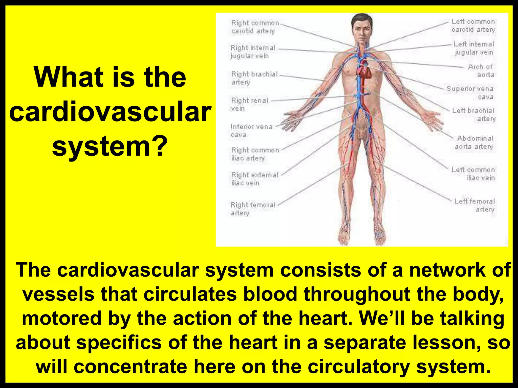 170-Anatomy-Circulatory-System.ppt