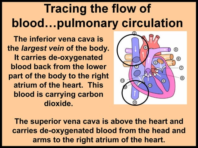 cardiovascular system includes heart and different blood vessels such ...