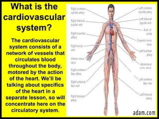 BIOLOGY LESSON ABOUT THE -Anatomy-Circulatory-System.ppt