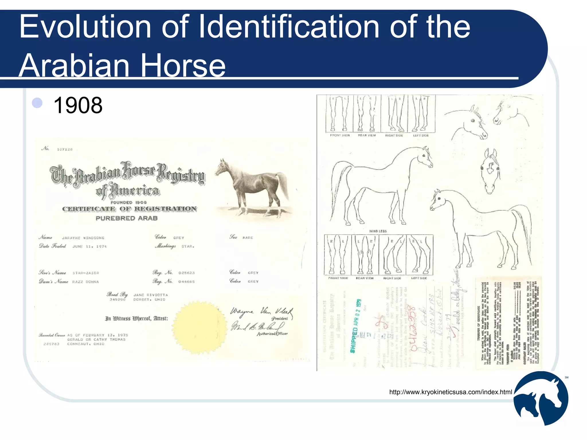 Ms. Debbie Fuentes - Arabian Horse Association Perspective Equine ...