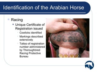 Ms. Debbie Fuentes - Arabian Horse Association Perspective Equine ...