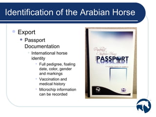 Ms. Debbie Fuentes - Arabian Horse Association Perspective Equine ...