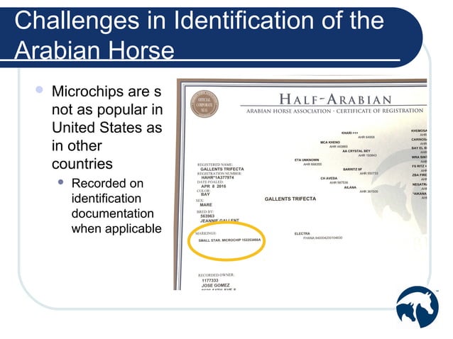 Ms. Debbie Fuentes - Arabian Horse Association Perspective Equine ...