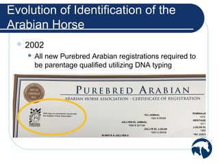 Ms. Debbie Fuentes - Arabian Horse Association Perspective Equine ...