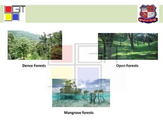 Forest Resources | PPT