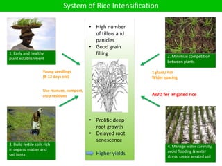 1704 - Alternate wetting and drying and the System of Rice ...