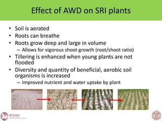 1704 - Alternate wetting and drying and the System of Rice ...