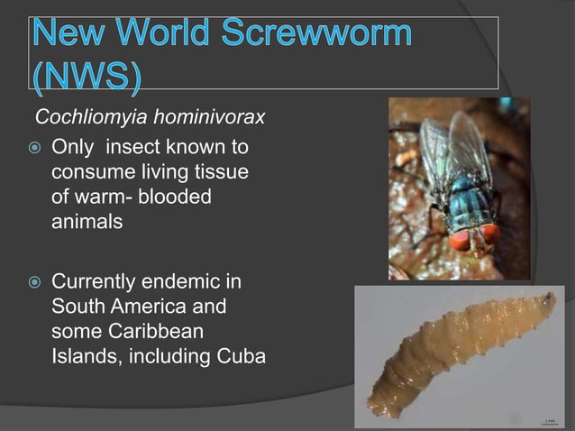 Dr. Michael Short - Update: New World Screwworm in Florida