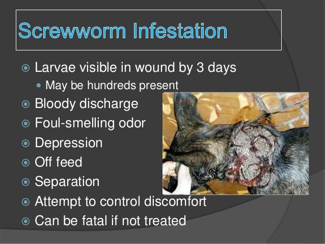 Dr. Michael Short - Update: New World Screwworm in Florida