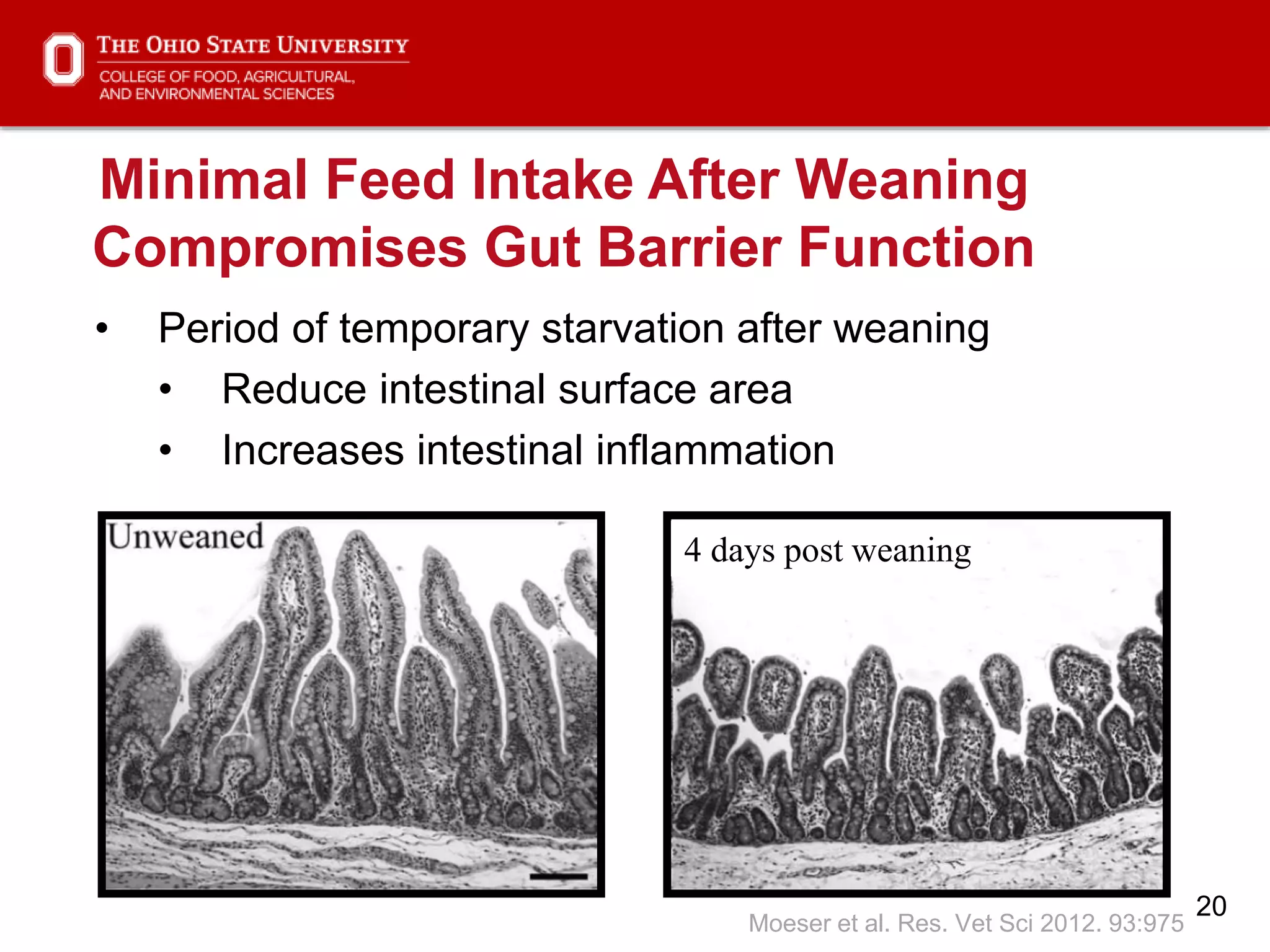 Dr. Sheila Jacobi - Discussion: Swine Gut Health | PPTX