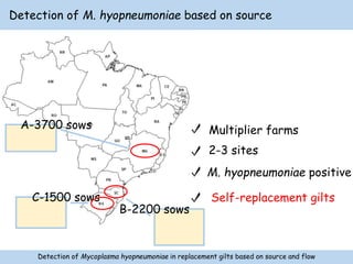Dr. Karine Takeuti - Detection of Mycoplasma hyopneumoniae in ...