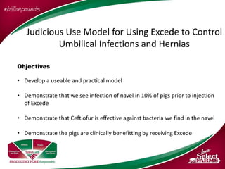 Dr. Pete Thomas - Antibiotic Injection of Piglets-Treatment, Control or ...
