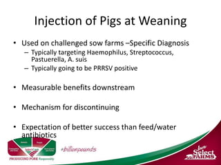 Dr. Pete Thomas - Antibiotic Injection of Piglets-Treatment, Control or ...