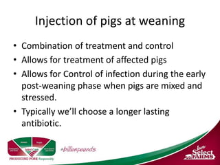 Dr. Pete Thomas - Antibiotic Injection of Piglets-Treatment, Control or ...