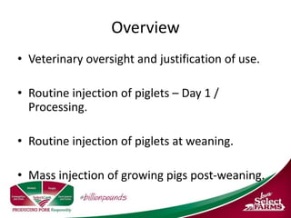 Dr. Pete Thomas - Antibiotic Injection of Piglets-Treatment, Control or ...