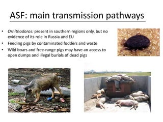 Dr. Andres Perez - The Latest Information about African Swine Fever in ...