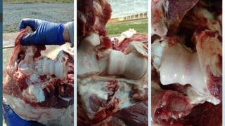 Dr. Jeremy Pittman - We've Posted a Lot of Sows | PPT