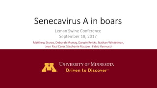 Dr. Matt Sturos - Senecavirus A Infection in Boars | PPT